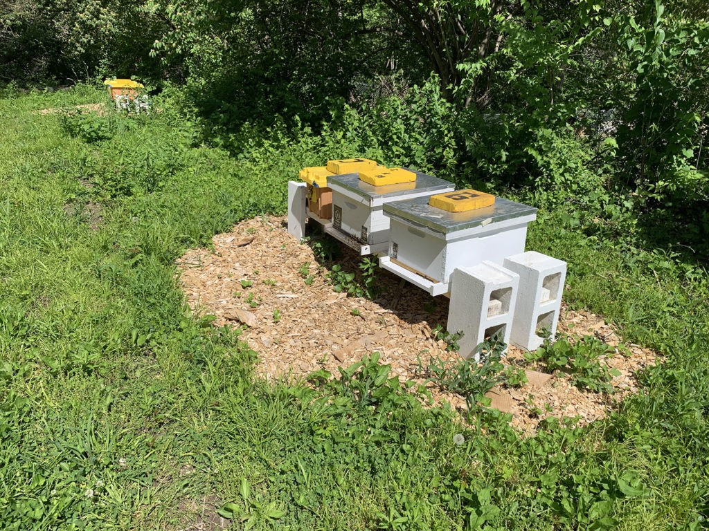 Meet the VIP’s (Very Important Pollinators) - Healthy Kansas City